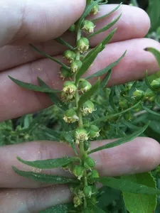 How to Transplant Jesuit's bark? (Ideal time, Methods, and Post Care)