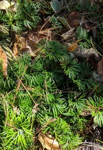 How to Transplant Zeiller's ground-cedar? (Ideal time, Methods, and ...