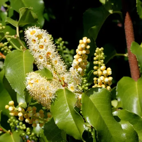 How to Plant and Grow Hollyleaf cherry(Prunus ilicifolia)
