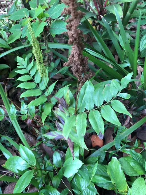 Mexican fern (Anemia mexicana) Flower, Leaf, Care, Uses - PictureThis
