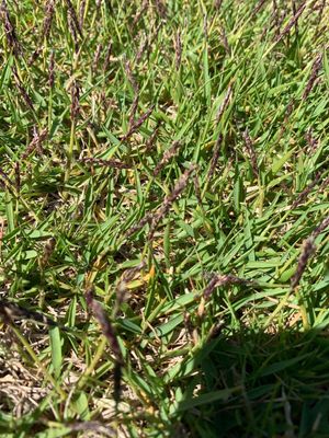 How to Grow and Care for Chinese lawn grass