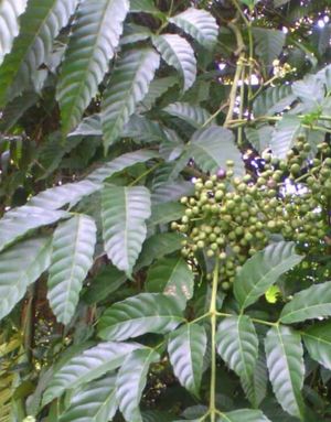 Leea indica - PictureThis