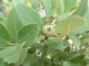 What is the Optimal Temperature for Huckleberry Oak? (Range, Effects ...