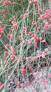 How to Prune Sea grape