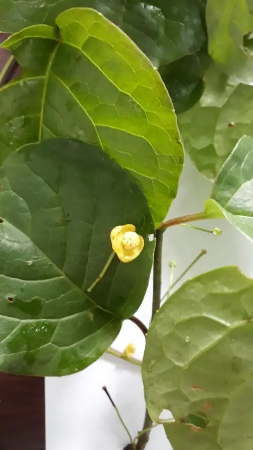 Schisandra henryi - PictureThis