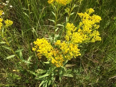 🍀 Cómo cultivar y cuidar una Solidago ohioensis
