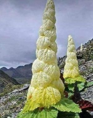 Sikkim rhubarb - Rheum nobile (Care, Characteristics, Distribution, Images)