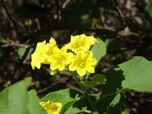 Flor de overo (Cordia lutea) - PictureThis