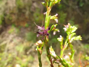 🌱 How to Propagate Erica quadrifida