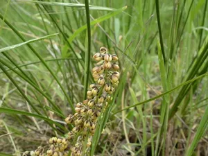 How to Transplant Wattle mat-rush? (Ideal time, Methods, and Post Care)