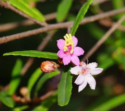 Phebalium nottii - PictureThis