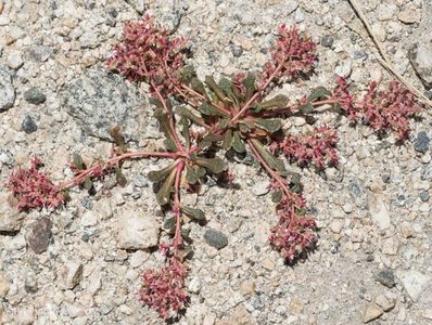 Cistanthe monandra - PictureThis