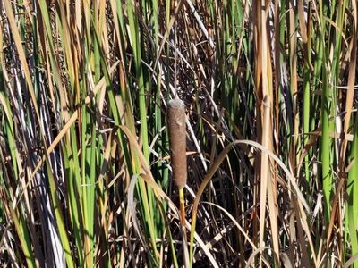 Typha capensis 키우고 돌보는 방법