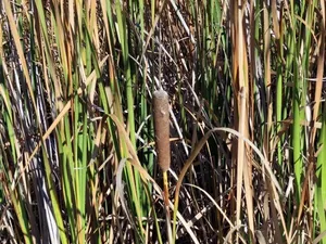 How to Transplant Cape bulrush? (Ideal time, Methods, and Post Care)