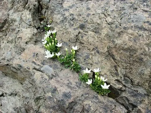 Campanula piperi - PictureThis