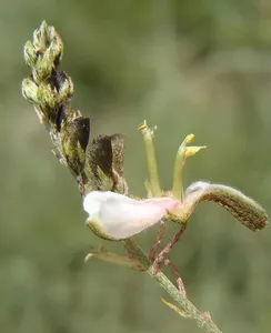 How to Prune Indigofera zeyheri
