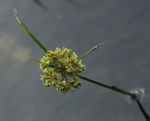 How to Prune Surinam sedge