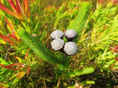 Berzelia albiflora - PictureThis