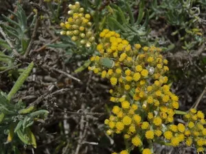 How to Transplant Pale everlasting? (Ideal time, Methods, and Post Care)