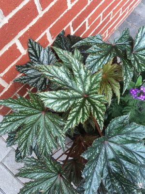 How to Grow and Care for Begonias 'Gryphon’