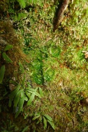 How to Grow and Care for Treubia