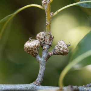 How to Grow and Care for Shingle oak