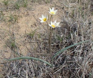 How to Grow and Care for Biflora tulip