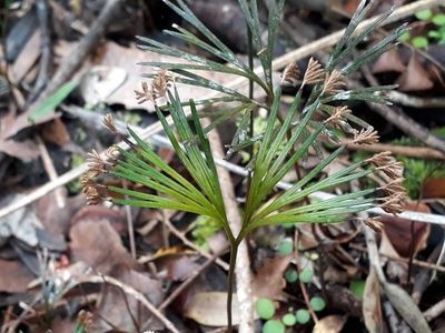 How to Grow and Care for Fan fern