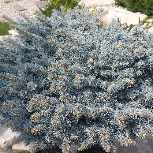 Pícea azul (Picea pungens) - PictureThis