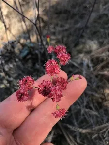 How to Propagate Red-flowered buckwheat