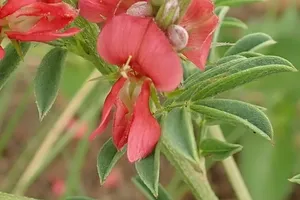 How to Prune Indigofera hilaris