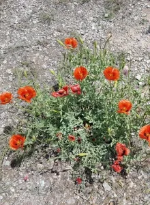 How to Propagate Gierisch mallow