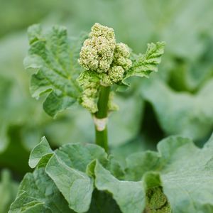 🍀 How to Grow and Care for False rhubarb