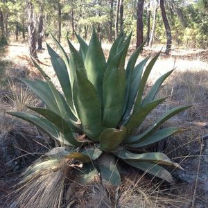 How to Grow and Care for Maguey