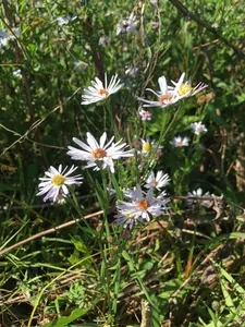How to Prune Marsh american-aster