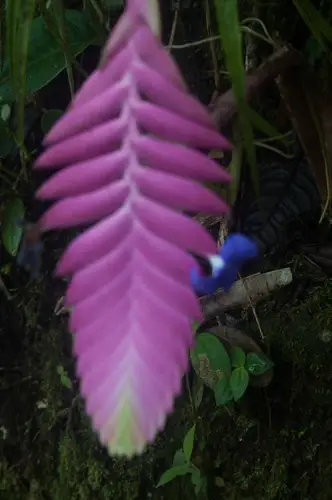 Wallisia pretiosa - PictureThis