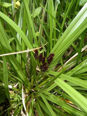 How to Grow and Care for Coastal cutty grass