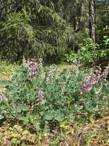 How to Propagate Cobb mountain lupine