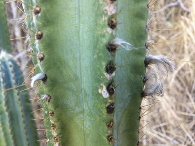 Sebucán (Pilosocereus royenii) - PictureThis