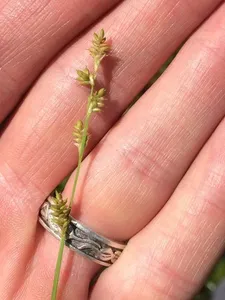 How to Prune Silvery sedge