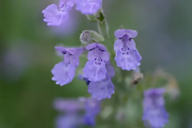 How to Plant and Grow Catmint(Nepeta faassenii)