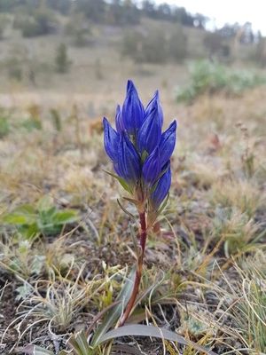 How to Grow and Care for Gentiana decumbens