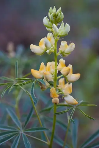Lupinus angustiflorus - PictureThis