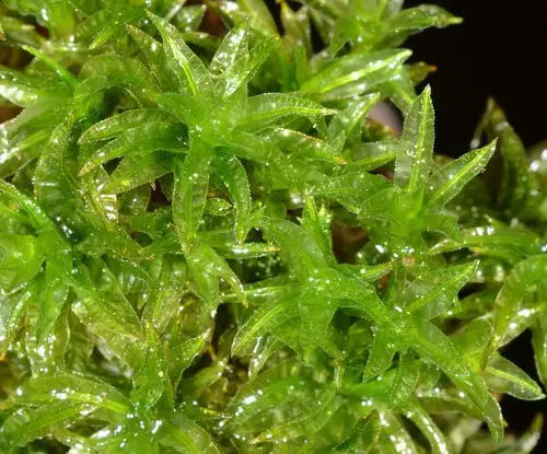 Selwyn's atrichum moss (Atrichum selwynii) Flower, Leaf, Care, Uses ...