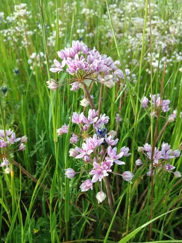 Glassy onion (Allium hyalinum) Flower, Leaf, Care, Uses - PictureThis