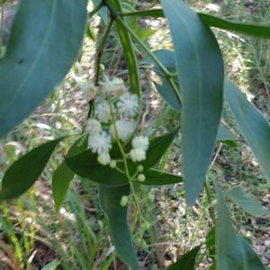 Sickle wattle (Acacia falcata) - PictureThis