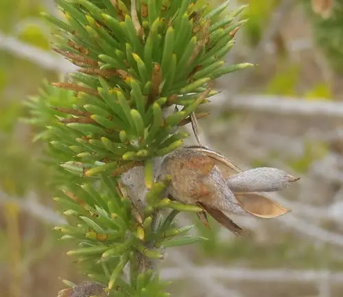 Aspalathus sceptrum-aureum - PictureThis