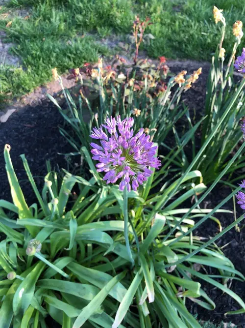 Mountain garlic (Allium lusitanicum) Flower, Leaf, Care, Uses - PictureThis