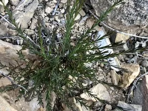 How to Prune Broom milkwort