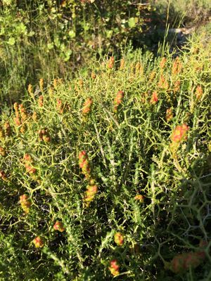 Spiny burnet (Sarcopoterium spinosum) - PictureThis